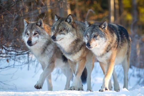400+ Unique and Meaningful Female Wolf Names