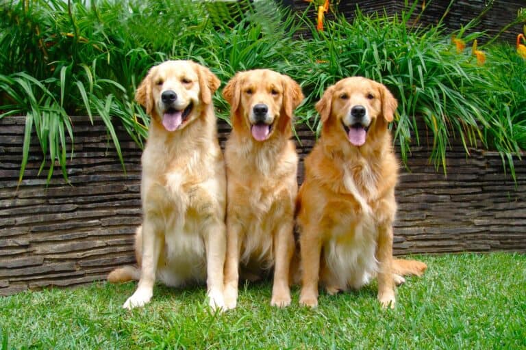 Golden Retriever Growth Chart (Size & Weight Chart) - Happy Dog Breeds