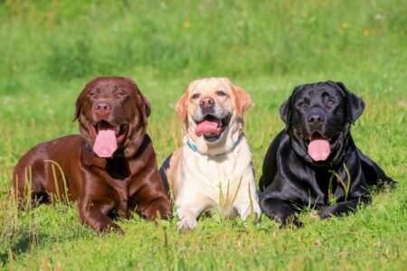 Labrador Retriever Growth Chart (Size & Weight Chart) - Happy Dog Breeds