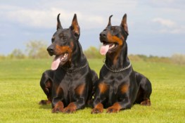 Doberman Growth & Weight Chart (Complete Guide)