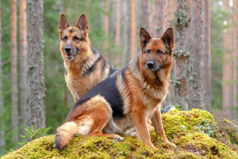 German Shepherd vs. Wolf: 13+ Key Differences & Similarities