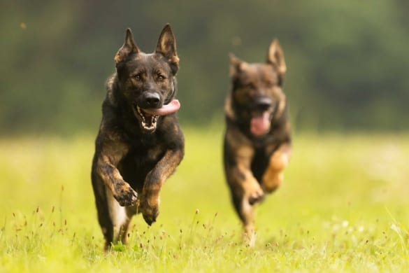 German Shepherd vs. Wolf: 13+ Key Differences & Similarities