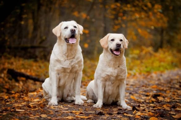 Labrador Retriever Growth Chart (Size & Weight Chart) - Happy Dog Breeds