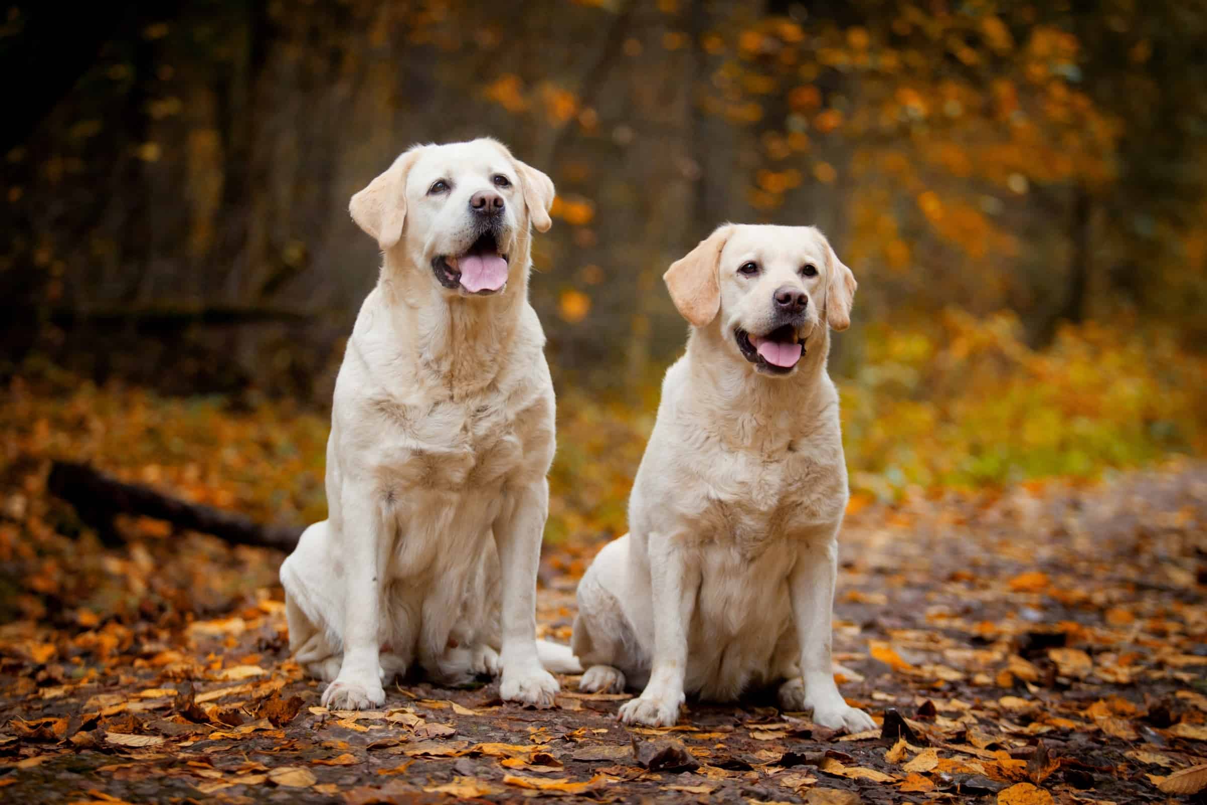 Labrador Retriever Growth Chart (Size & Weight Chart) - Happy Dog Breeds