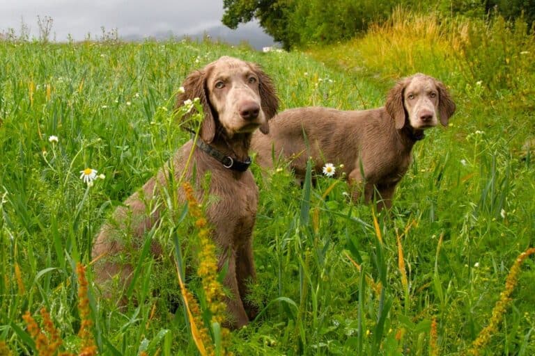 Long-Haired Weimaraner: Facts, Pictures, Puppy Prices & More