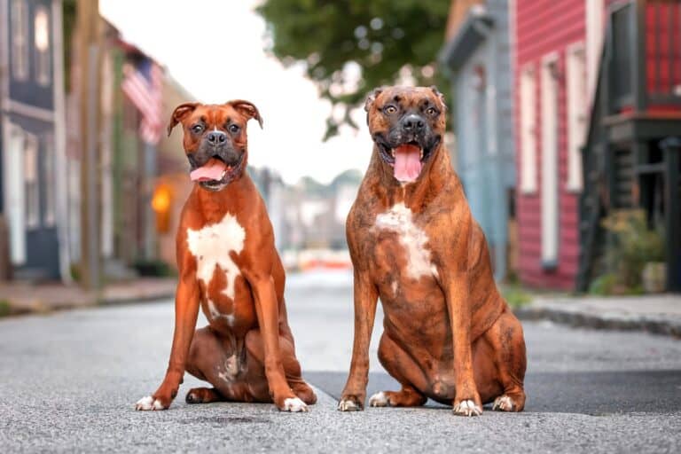 Boxer Dog Growth & Weight Chart (Complete Guide)