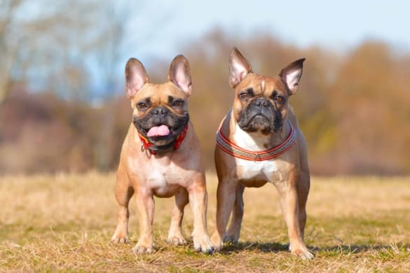 Pug Growth Chart (Size & Weight Chart) - Happy Dog Breeds