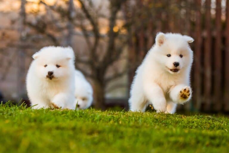 Miniature Samoyed: Do Mini Samoyeds Exist? (With Pictures)