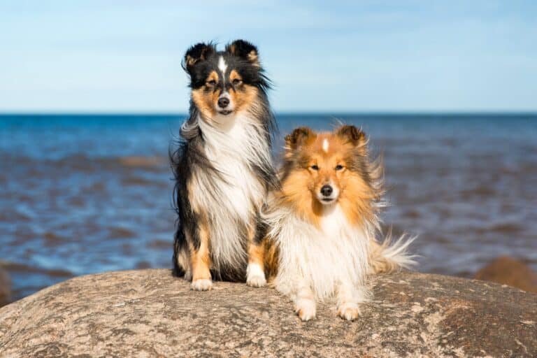 Miniature Sheltie: Everything You Need to Know (With Pictures)