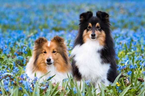 Miniature Sheltie: Everything You Need to Know (With Pictures)