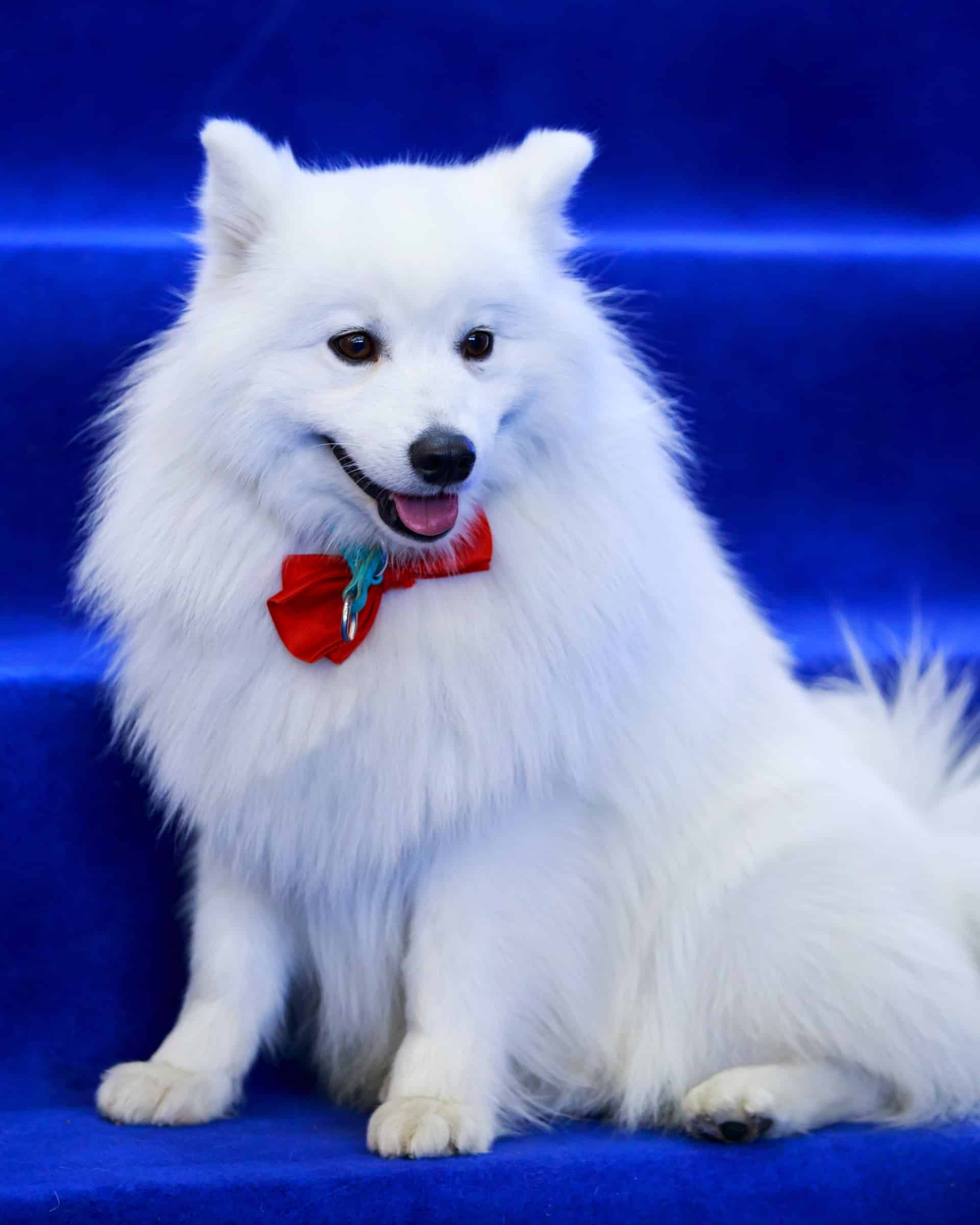 Miniature Samoyed: Do Mini Samoyeds Exist? (With Pictures)