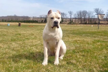 White Cane Corso: Everything You Need to Know