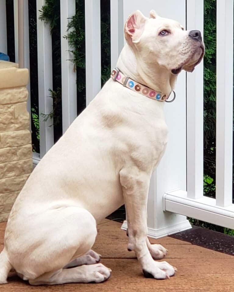 White Cane Corso: Everything You Need to Know