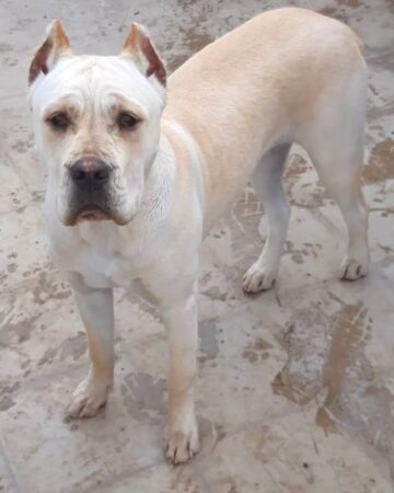 White Cane Corso: Everything You Need to Know