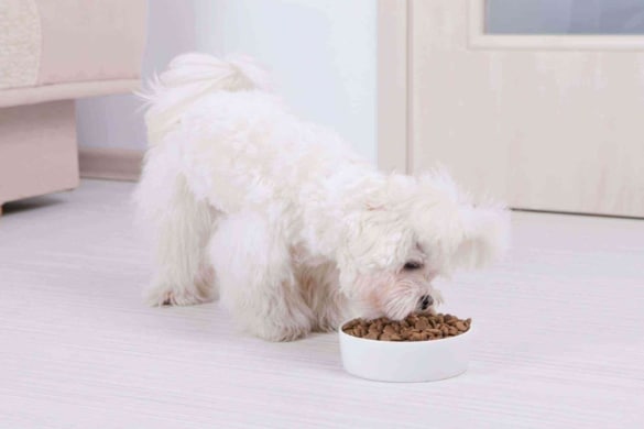 How Much to Feed a Maltese (Feeding Chart & Guide)