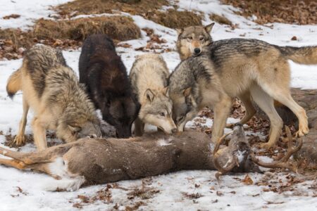 German Shepherd vs. Wolf: 13+ Key Differences & Similarities