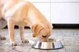 How Much to Feed a Labrador (Feeding Chart & Guide)