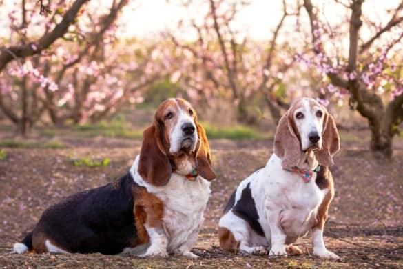 European vs. American Basset Hound: What's the Difference?