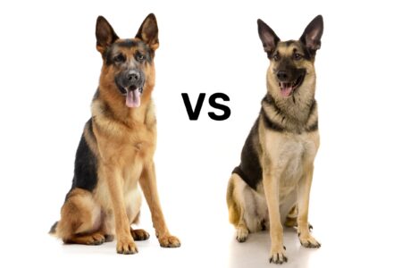American vs. European German Shepherds: What’s the Difference?