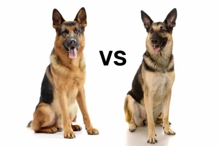 American vs. European German Shepherds: What’s the Difference?