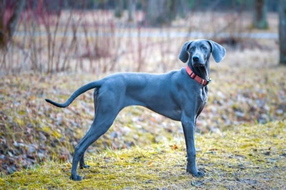 Blue Weimaraner: Facts, Genetics, Health, Traits & Pictures