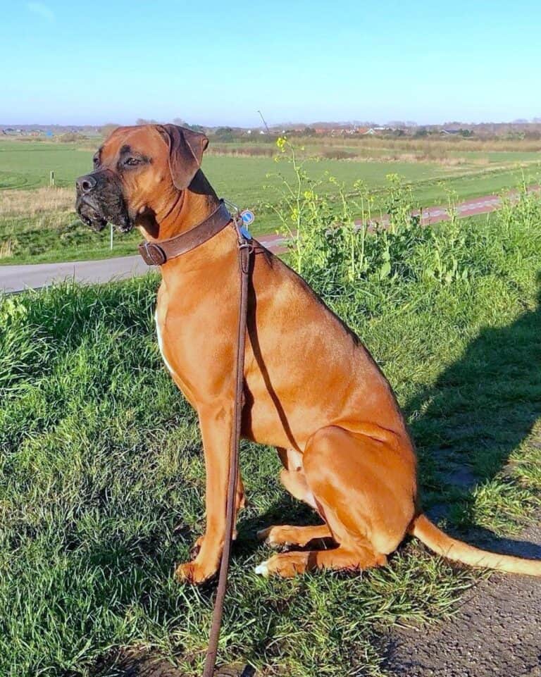 Boxer Hound Mix: Breed Info, Pictures, Traits & Facts