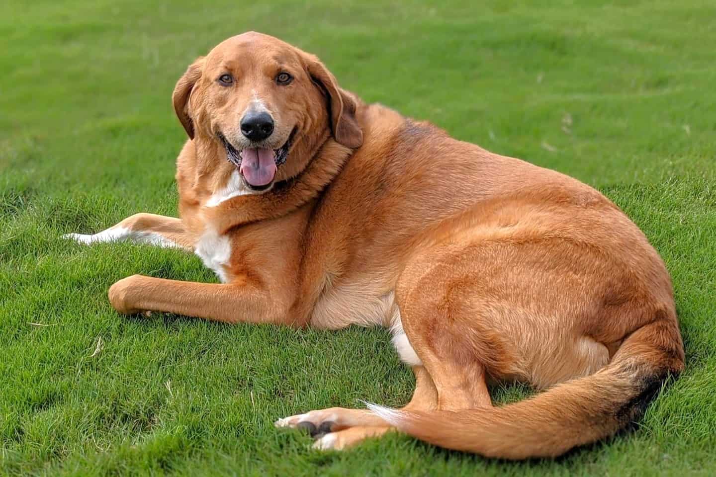 Boxer Hound Mix: Breed Info, Pictures, Traits & Facts