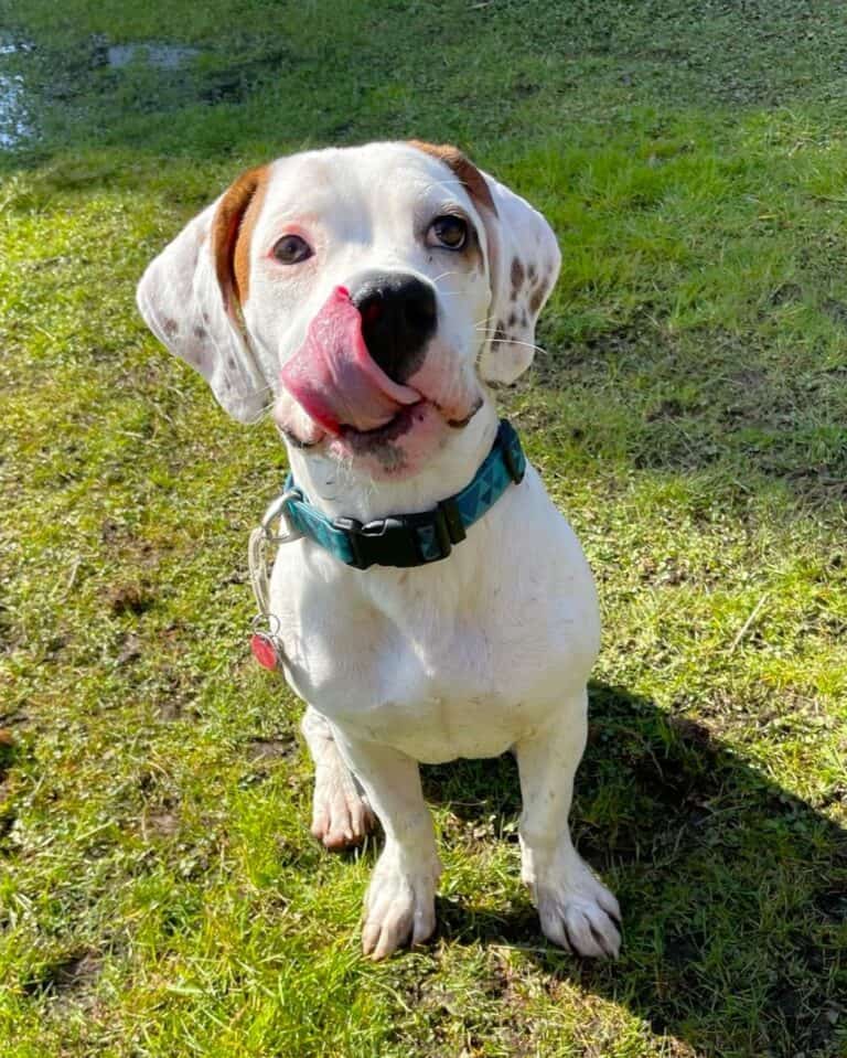 Boxer Hound Mix: Breed Info, Pictures, Traits & Facts