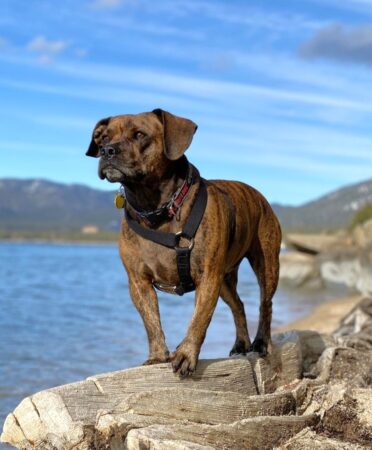 Boxer Hound Mix: Breed Info, Pictures, Traits & Facts