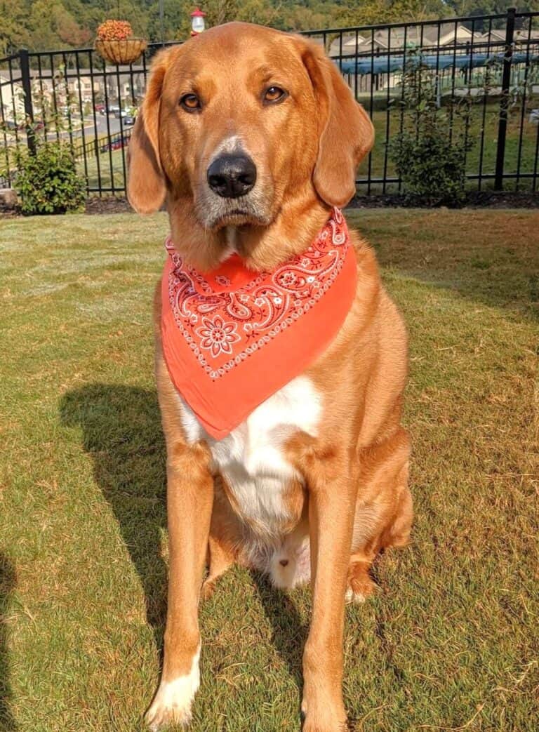 Boxer Hound Mix: Breed Info, Pictures, Traits & Facts