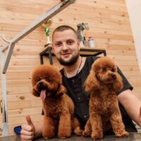 How Much Does a Shiba Inu Cost? (2025 Updated)