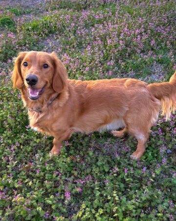 Dachshund Golden Retriever Mix (Golden Dox) Facts & Pictures