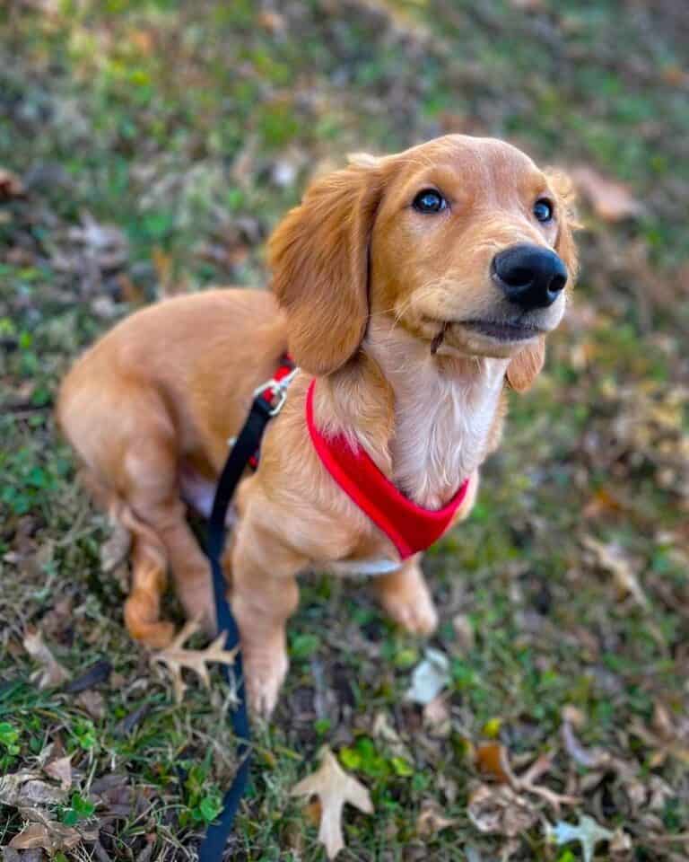 Dachshund Golden Retriever Mix (Golden Dox) Facts & Pictures