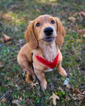 Meet The Golden Dox: The Adorable Golden Retriever Dachshund Mix