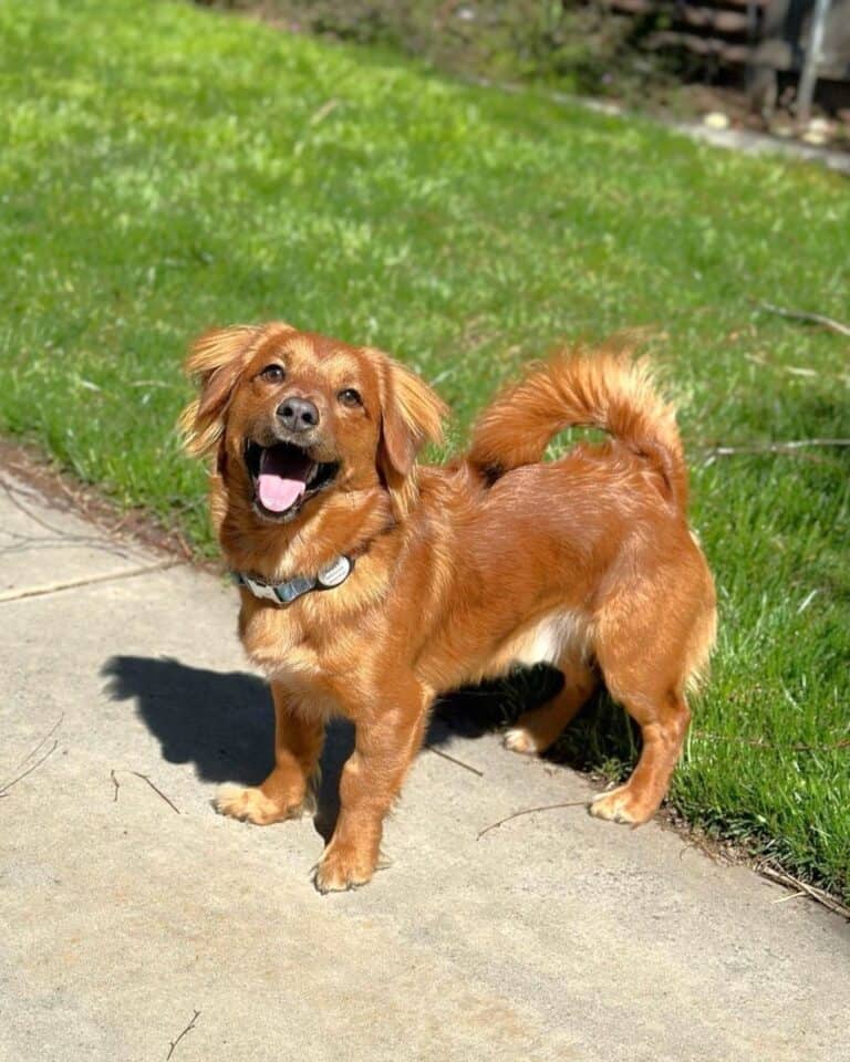 Dachshund Golden Retriever Mix (Golden Dox) Facts & Pictures