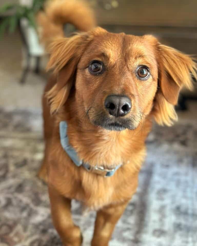Dachshund Golden Retriever Mix (Golden Dox) Facts & Pictures