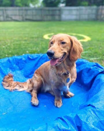 Dachshund Golden Retriever Mix (Golden Dox) Facts & Pictures