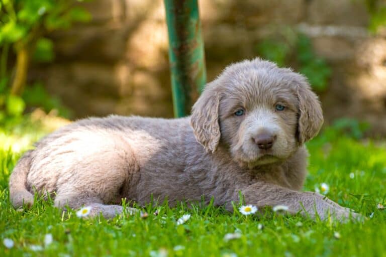 Long-Haired Weimaraner: Facts, Pictures, Puppy Prices & More