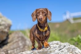 Mini Dachshund: Breed Info, Pictures, Traits & Care Guide