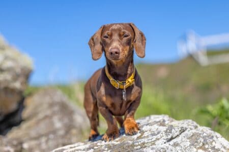 Mini Dachshund: Breed Info, Pictures, Traits & Care Guide