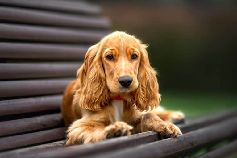 Mini Cocker Spaniel: Breed Info, Size, Pictures, Traits & Facts