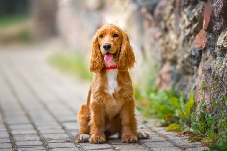 Mini Cocker Spaniel: Breed Info, Size, Pictures, Traits & Facts