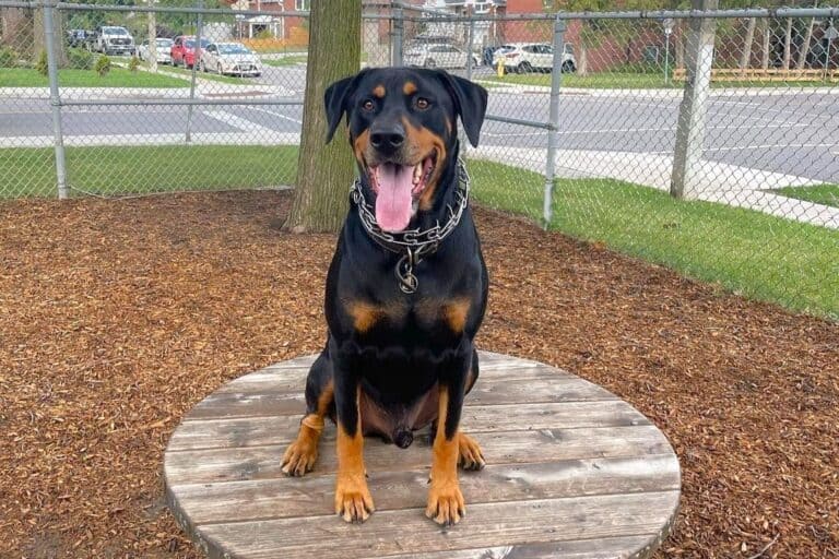 Doberman Rottweiler Mix (Rotterman): Info, Pictures & Facts