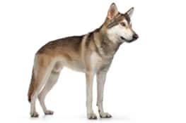 Tamaskan | Dog Breed Information, Pictures & Facts