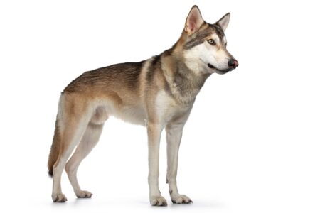 Tamaskan | Dog Breed Information, Pictures & Facts
