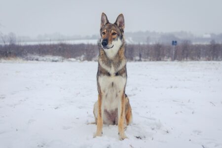 Tamaskan | Dog Breed Information, Pictures & Facts
