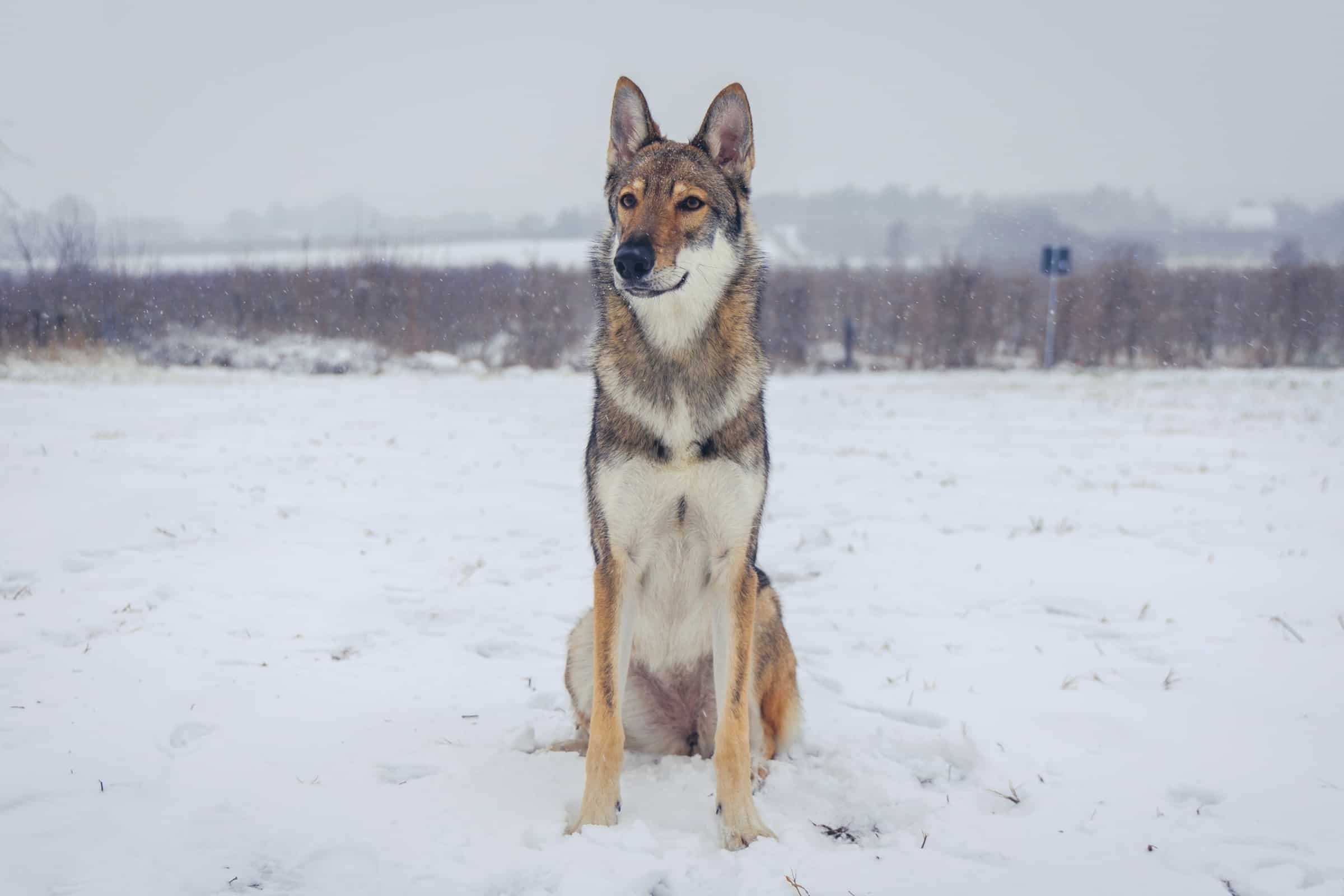Tamaskan | Dog Breed Information, Pictures, Traits & Facts - Happy Dog ...