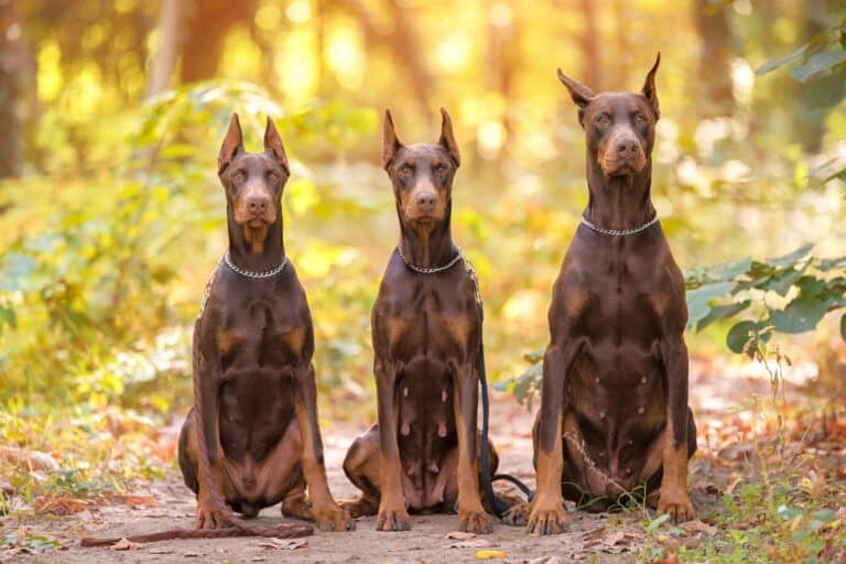 Doberman Growth & Weight Chart (Complete Guide)
