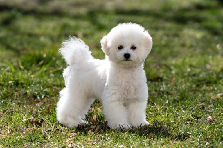 4 Bichon Frise Colors (With Pictures) - Happy Dog Breeds
