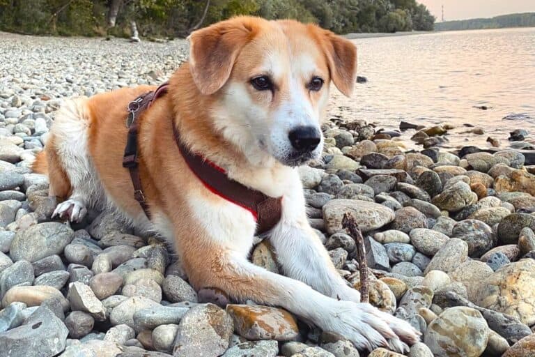 Akita Husky Mix (Huskita): Info, Pictures, Traits & Facts